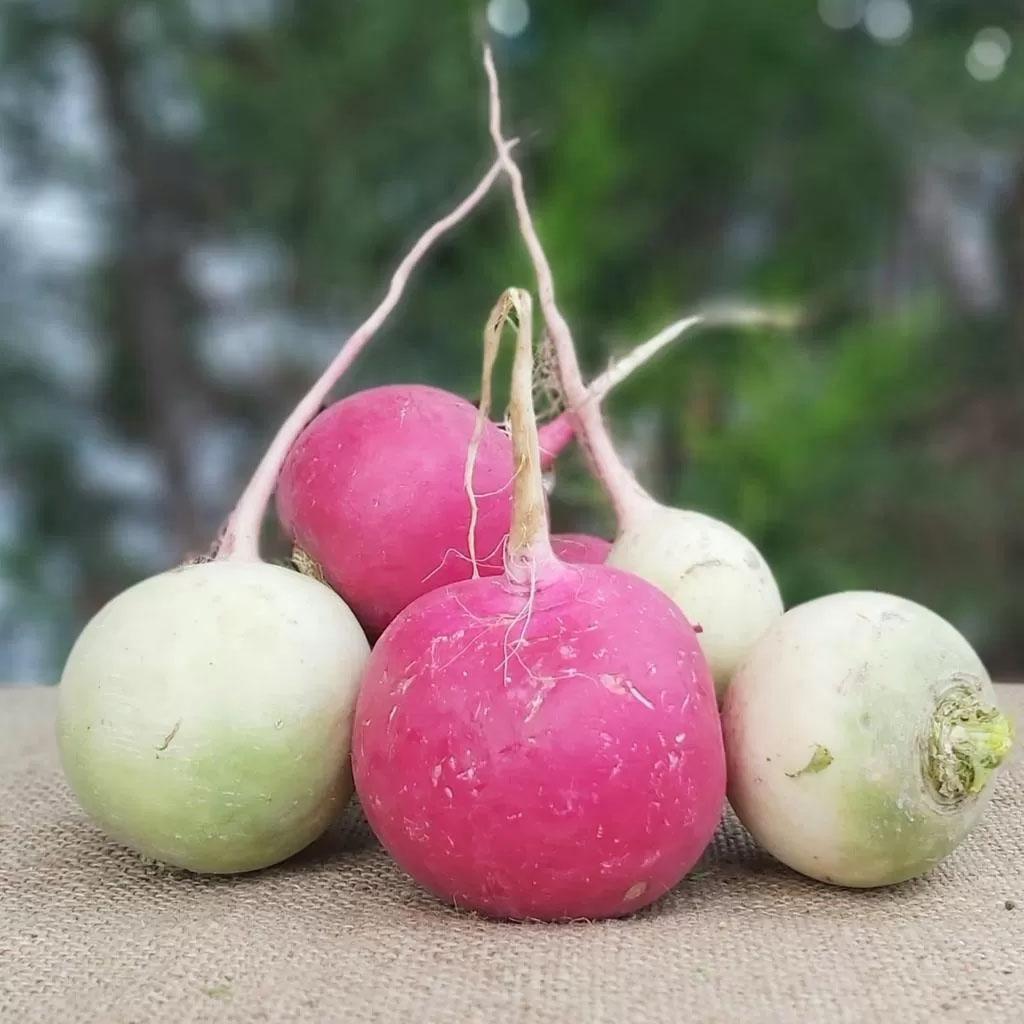 Organik Turp 1 KG: Organik Turp Fiyatı (Sertifikalı ve Doğal)